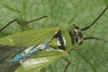 Orthotylus virens, Ohne deutschen Namen